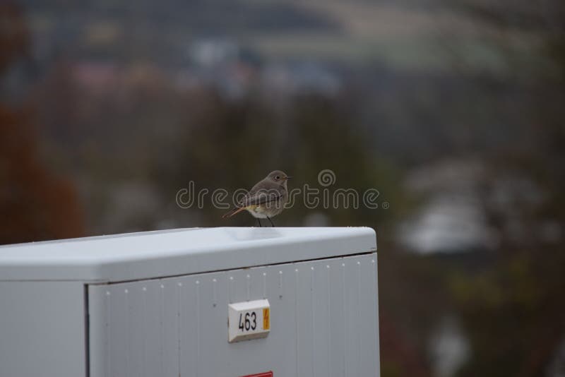 A Black Redstart on a Power Distribution Box Stock Photo - Image of ...