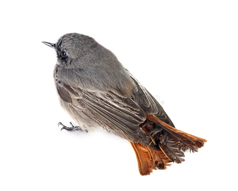 Black Redstart Studio Stock Photos - Free & Royalty-Free Stock Photos ...