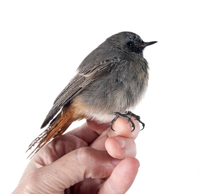 Black redstart in studio stock image. Image of bird - 356635965