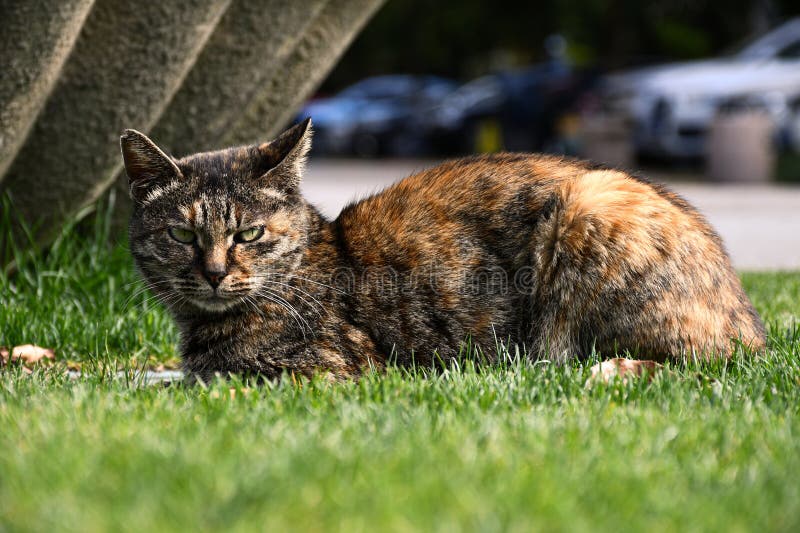 152 Black Reed Cat Stock Photos - Free & Royalty-Free Stock Photos from ...