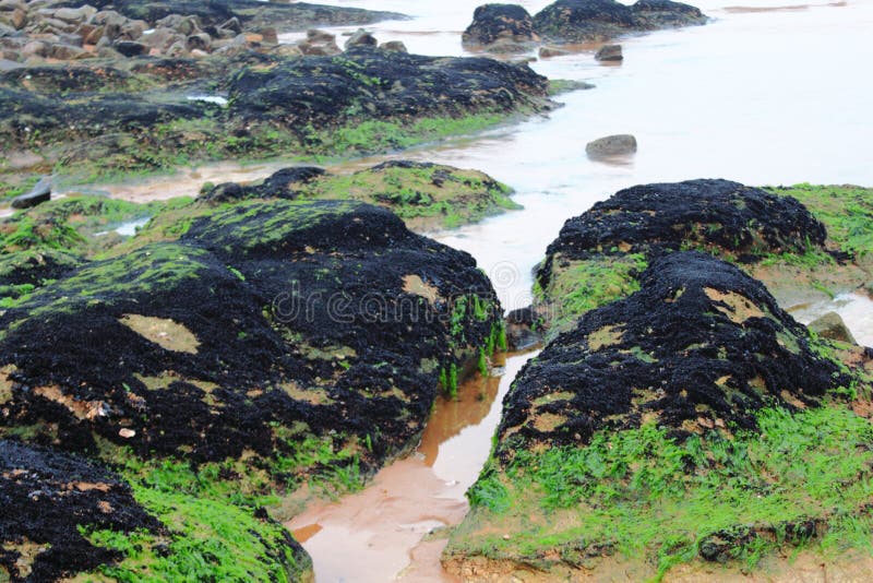 Black Reef in the Clear Blue Sea Water Stock Photo - Image of nature ...