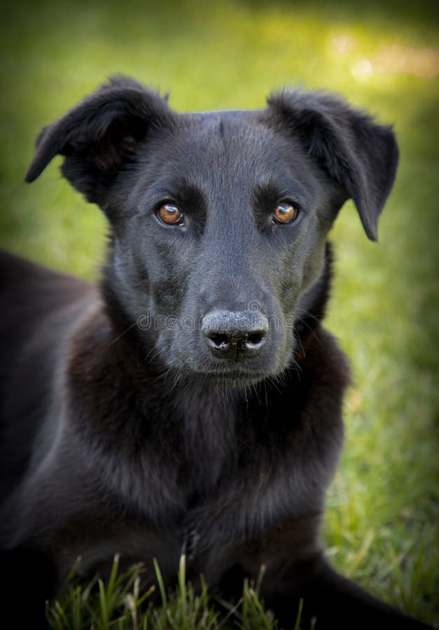Black rescue dog stock photo. Image of canine, mane - 243152698