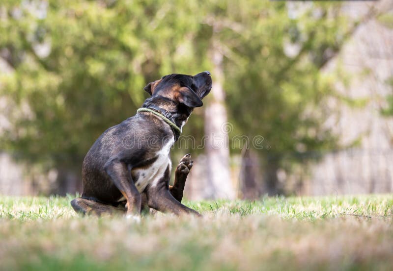 A Black Retriever Mixed Breed Dog Scratching at Its Collar Stock Photo ...