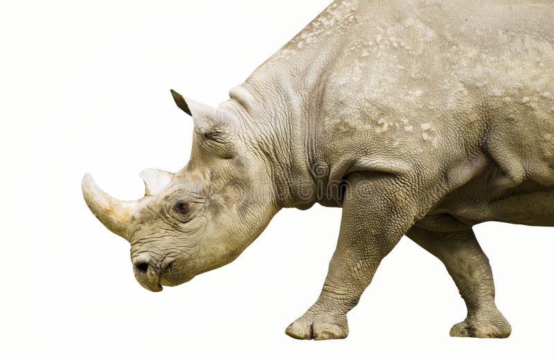 Black Rhino stock image. Image of wild, endangered, chinese - 6766741