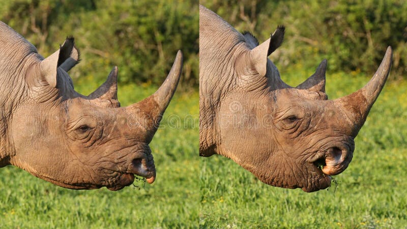 Black Rhino Composite Showing Prehensile Lip Stock Photo - Image of ...