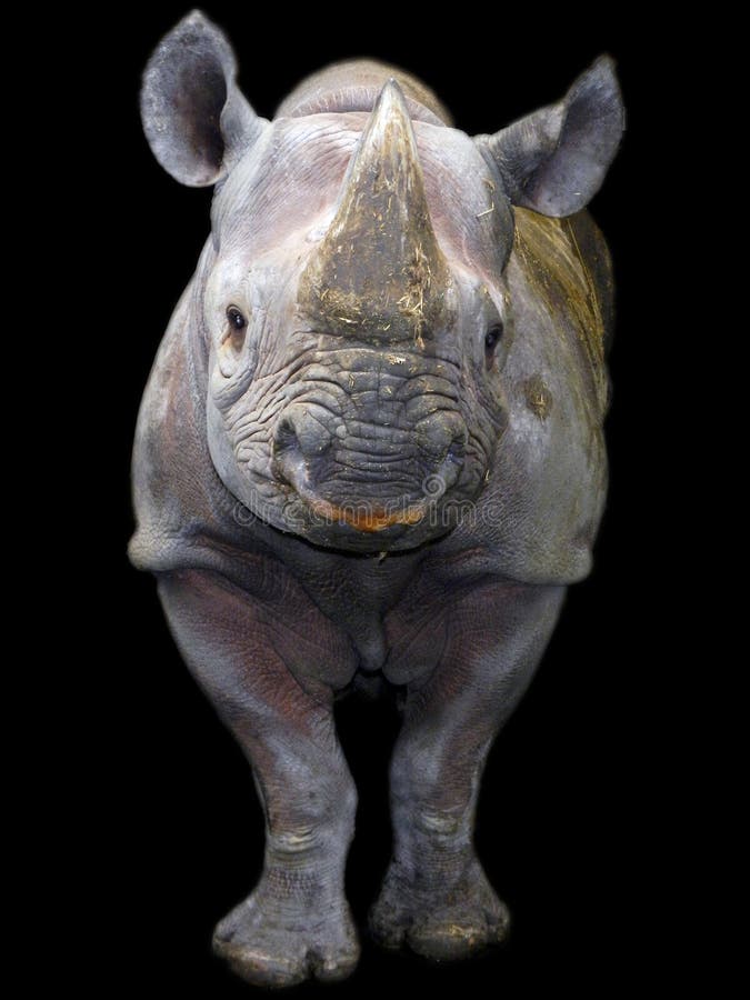 Black rhino isolated stock photo. Image of hoofed, animal - 29012798