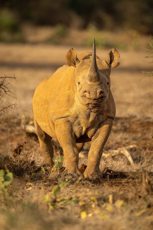Black Rhino Stands Eyeing Camera with Catchlight Stock Photo - Image of ...