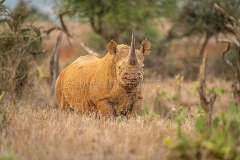 Black Rhino Stands Watching Camera among Cactuses Stock Photo - Image ...