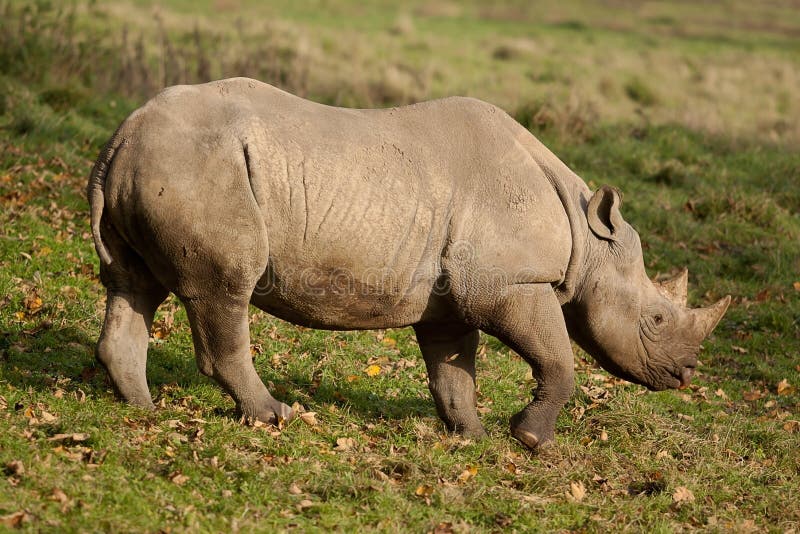 Black Rhino Walking in Sun Shine Stock Photo - Image of powerful, rhino ...