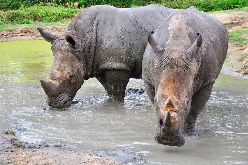 Definition Of Swamp Rhino at Fernando Smith blog