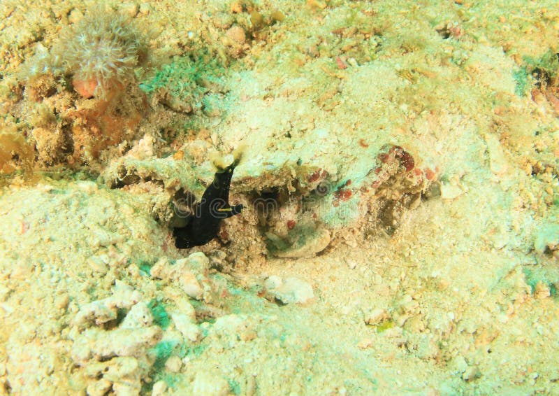 Black Ribbon Eel - Juvenile Stock Photo - Image of park, mouth: 38074792