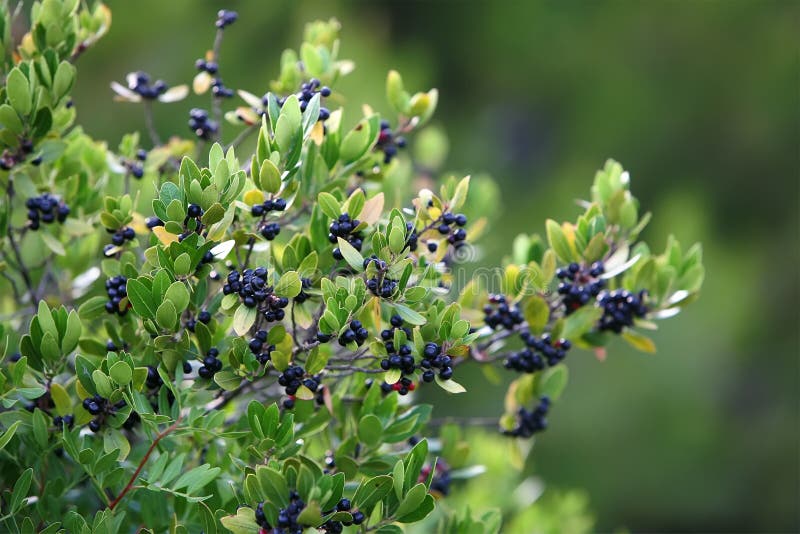 Black Ribes in Mediterranean Forest Stock Photo - Image of exterior ...