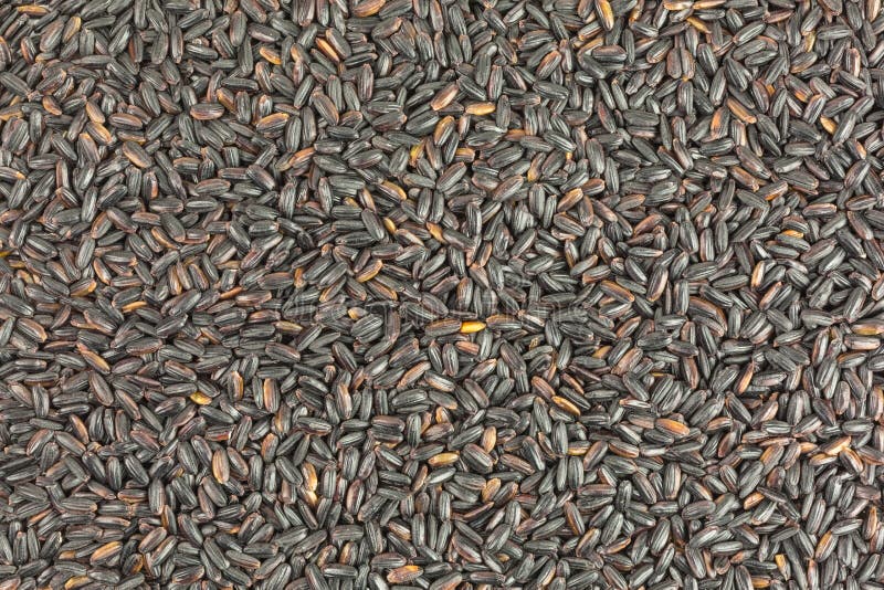 Black rice stock image. Image of texture, gourmet, vegetarian - 89742575