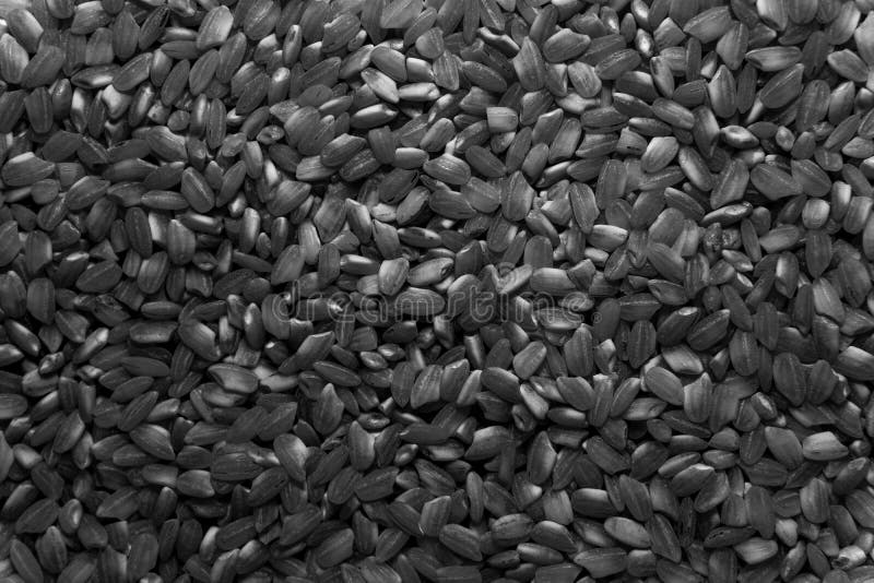 Black Rice Background Texture, Dark Wild Long Grain Natural Rice ...