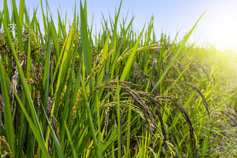 Black Rice Berry Fields and Blue Sky Stock Image - Image of crop ...