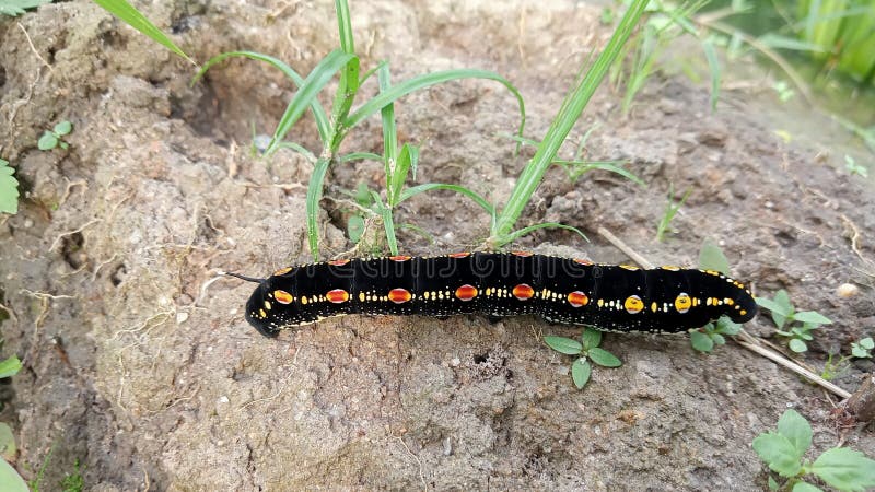 Black Rice Caterpillar with Colorful Spots Stock Image - Image of soil ...