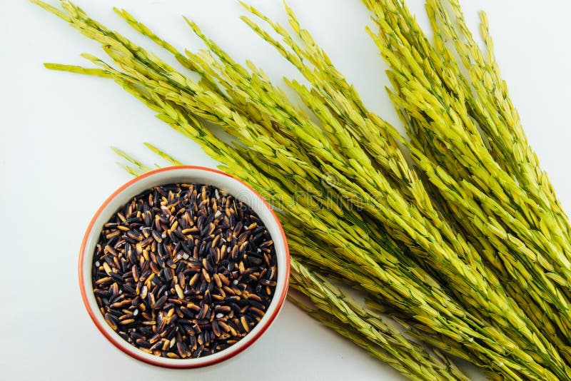 Black Rice in Bowl and Paddy Rice. Stock Image - Image of cooked ...