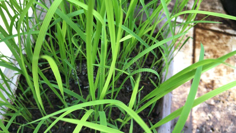 Black rice plants stock image. Image of plants, media - 219018463