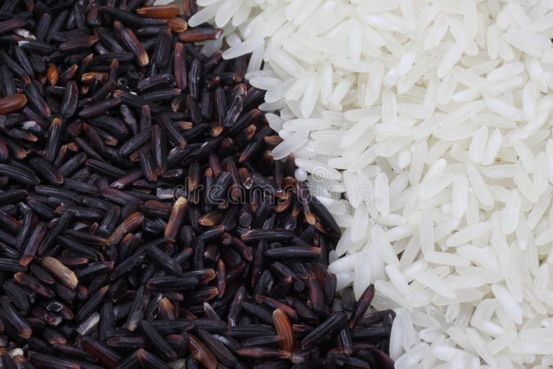 Black rice grain stock photo. Image of long, closeup - 20105362