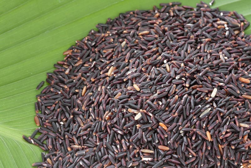 Black rice grain stock photo. Image of detail, agriculture - 20730594