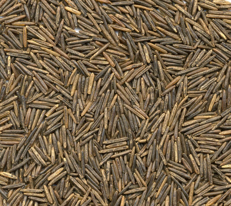 Black Rice High Resolution Close-up Stock Image - Image of closeup ...