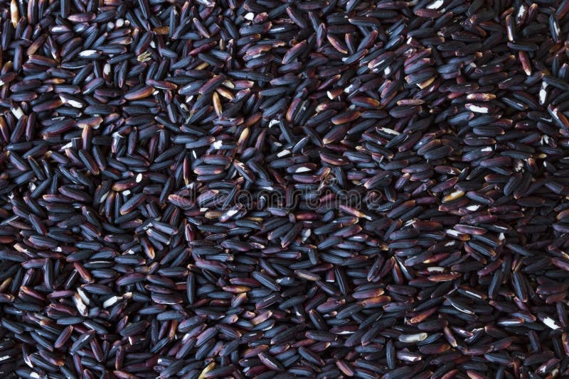 Black rice paddy stock photo. Image of asian, east, crop - 52442912