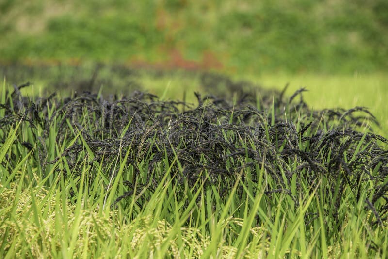 Black rice stock photo. Image of asiancontinent, lily - 89284342