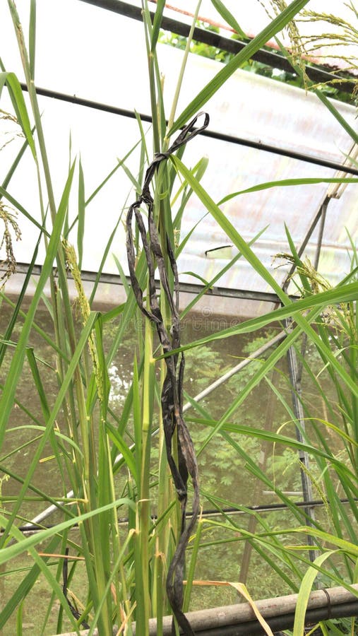 Black rice stock photo. Image of tied, rice, summer - 219000226