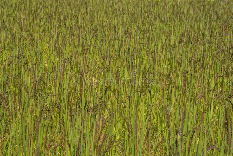Black Rice Purple Rice Field in the Morning Stock Image - Image of crop ...