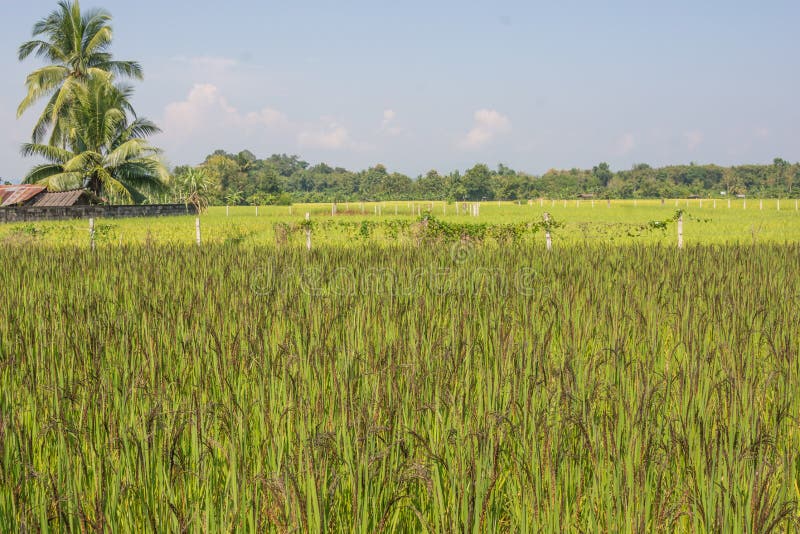 Black Rice Purple Rice Field in the Morning Stock Image - Image of ...