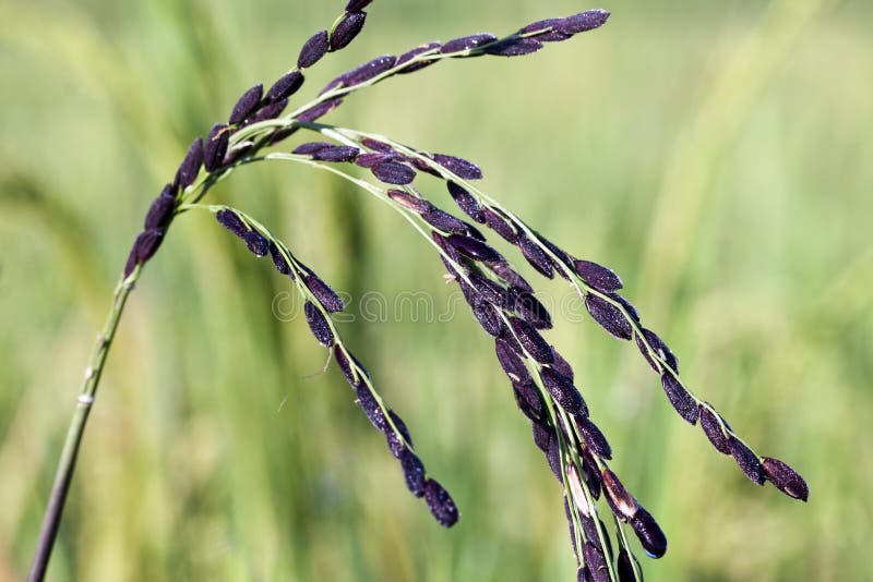 Black rice seeds in field stock image. Image of asian - 27583087