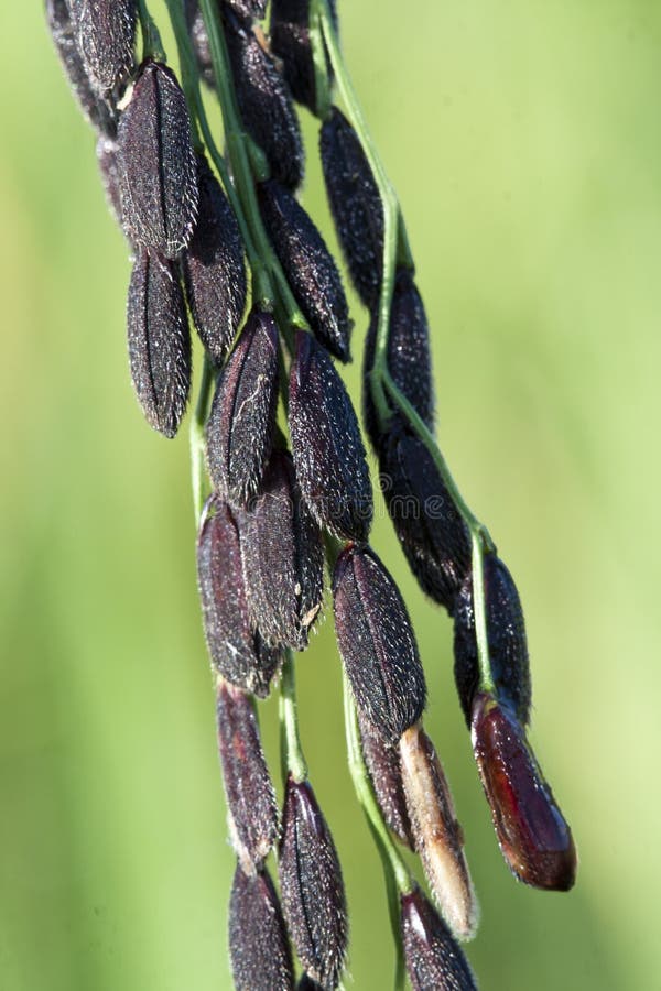 Black rice seeds in field stock photo. Image of glutinous - 27583128