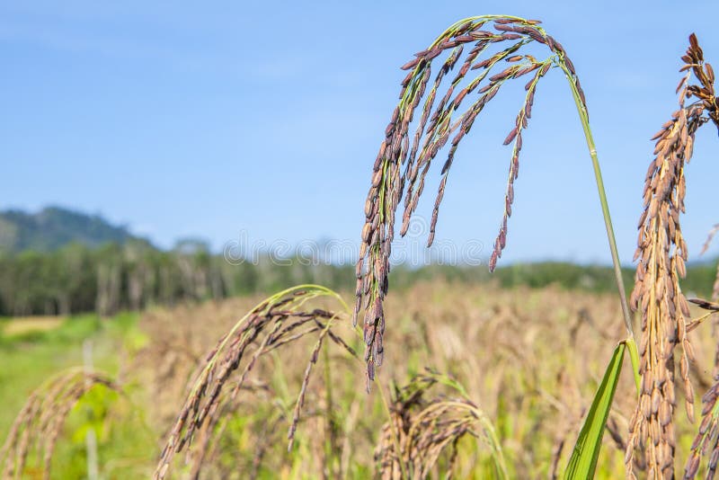 Black rice seeds in field stock image. Image of chiang - 48368661
