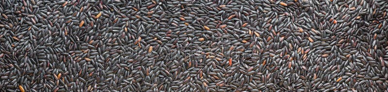 Black Rice Texture Panoramic Background. Top View Close-up of Black ...