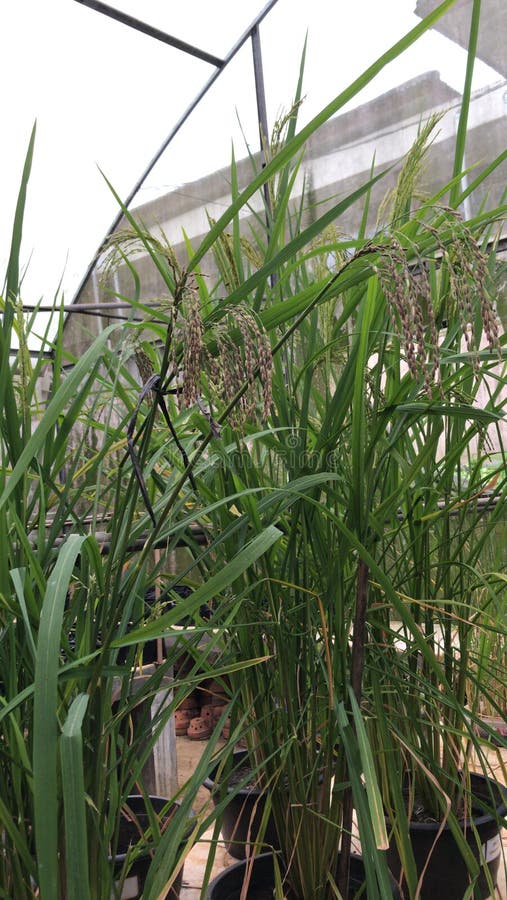 881 Black Rice Plants Stock Photos - Free & Royalty-Free Stock Photos ...