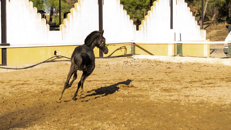 Black Riding Horse Running in Mud. Stock Photo - Image of farm, mammal ...