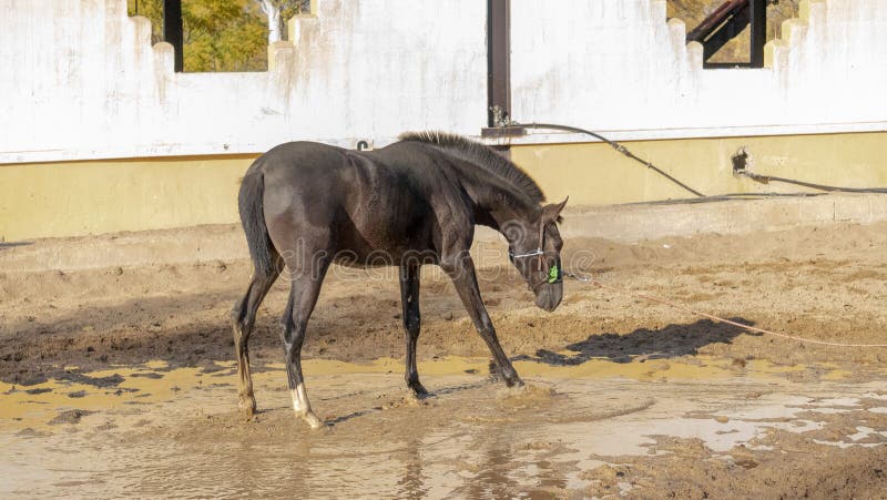 Black Riding Horse Walking in Mud. Stock Photo - Image of horse ...