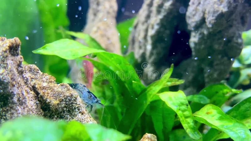 Black Rili Neocaridina Shrimp Stock Video - Video of rili, shrimp ...