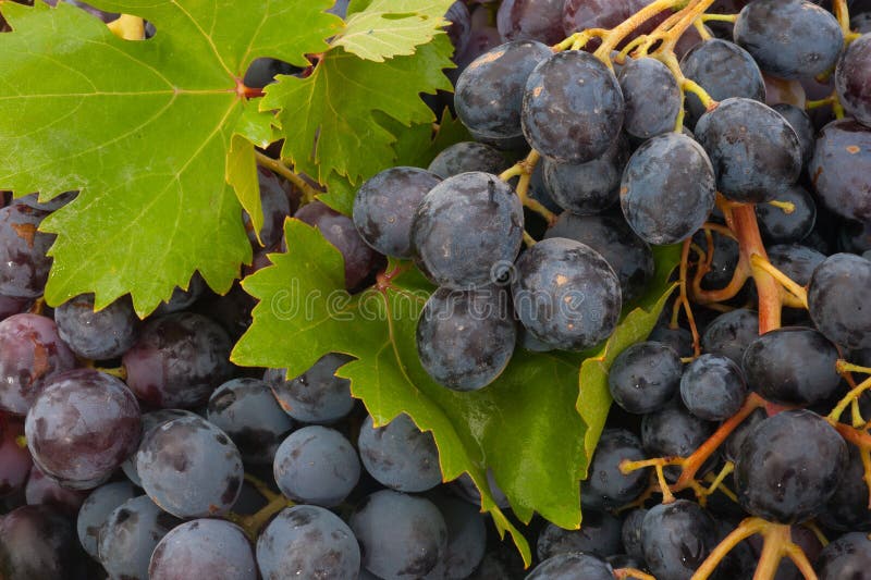 Black ripe grape stock photo. Image of wine, ingredient - 60219254