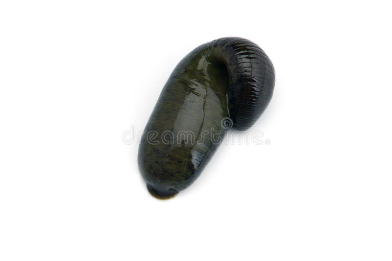 Black River is a Huge Leech Isolated on White Background Stock Image ...