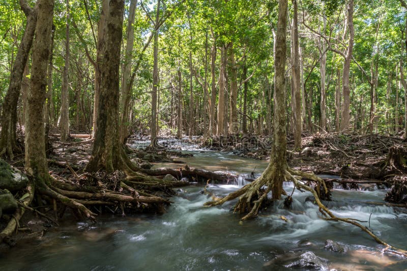 Black River stock image. Image of africa, viewpoint - 117647271