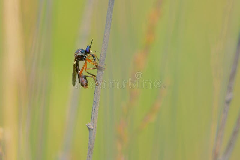 Robber fly hunting stock image. Image of wild, robberfly - 271864257