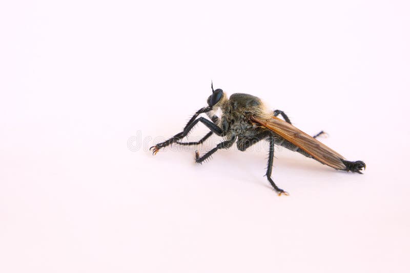 Black robber fly stock photo. Image of diptera, asilidae - 249918650