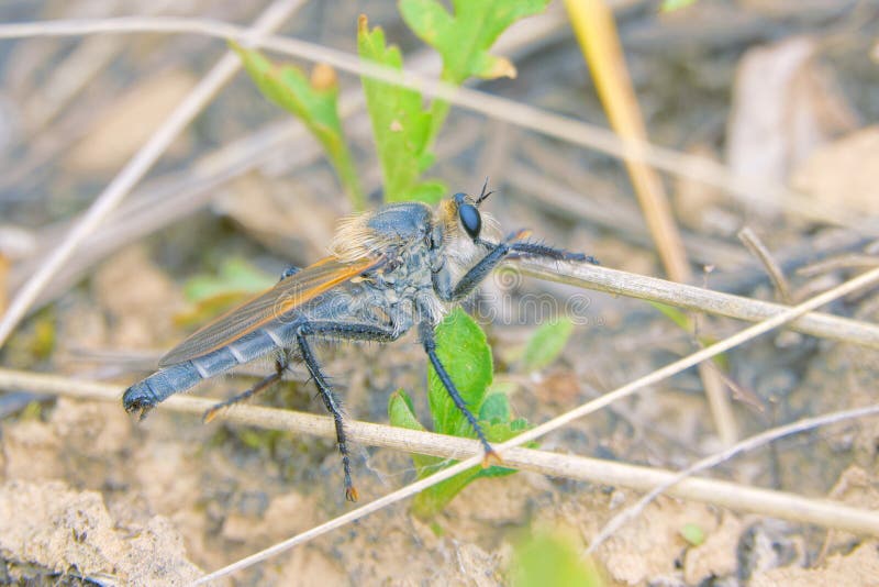 Robber fly stock image. Image of stab, macro, natural - 271847767