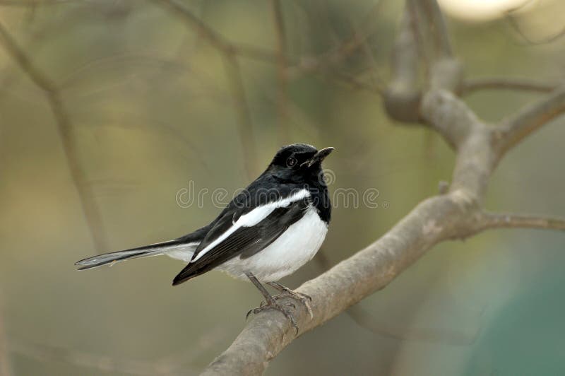Black Robin Picture. Image: 7886234