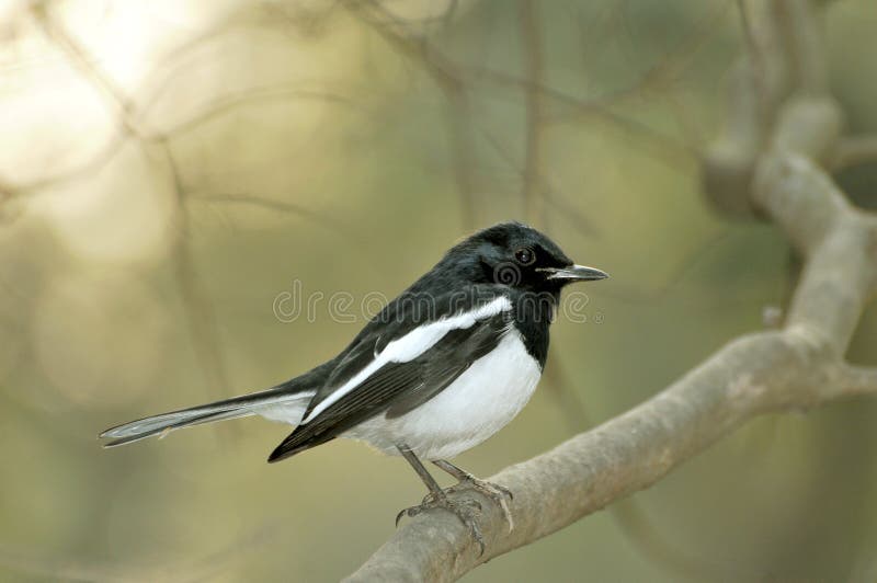 Black robin stock photo. Image of bill, legs, feathers - 7886768