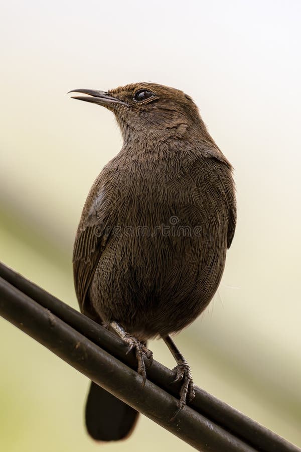 Black Robin Female Bird Singing on a Wire with Blurred Background Stock ...