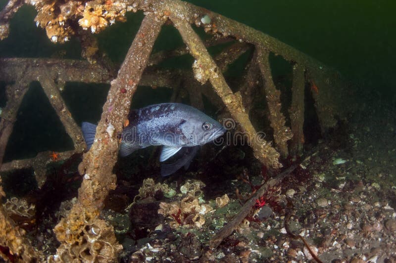 Bandon Harbor stock image. Image of small, quiet, sail - 13015857
