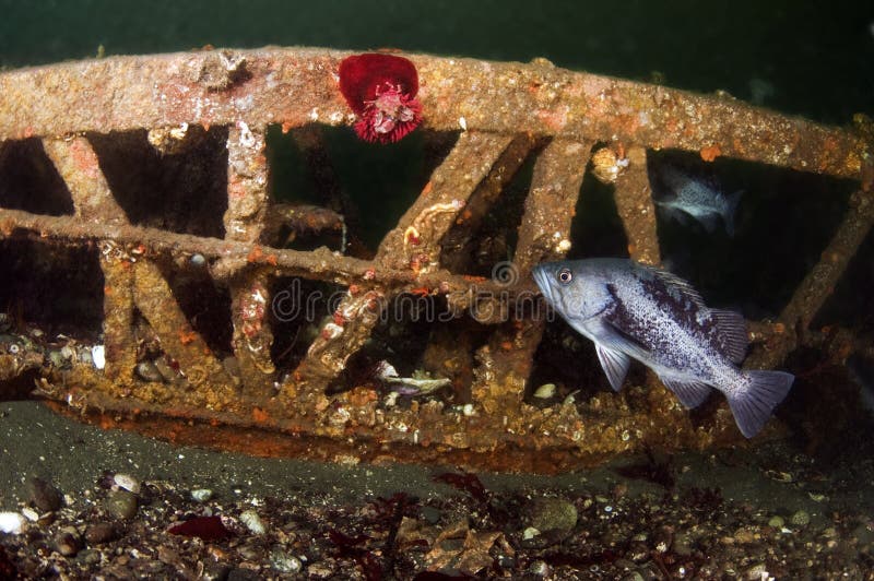 Bandon Harbor stock image. Image of small, quiet, sail - 13015857