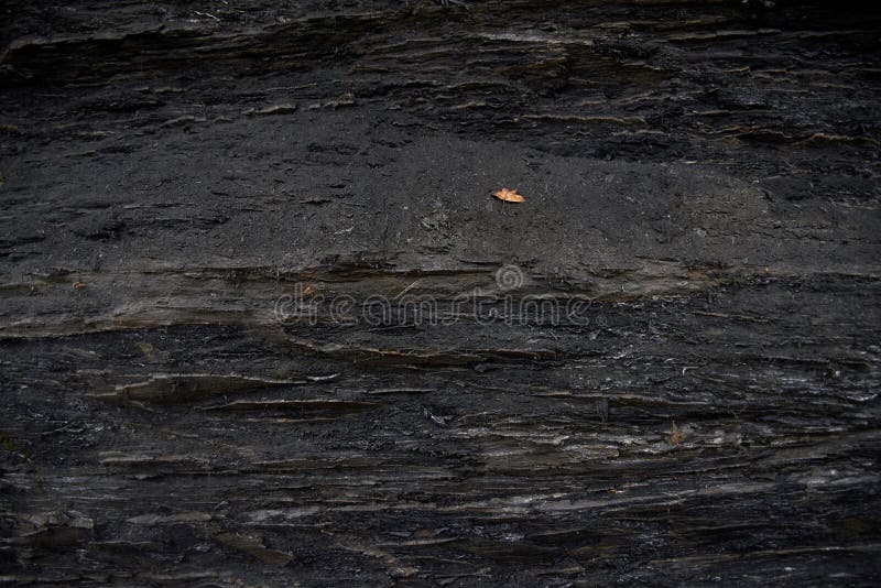 Black Rock and a Plane Tree Leaf. Background Stock Image - Image of ...
